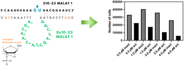 Influence of LNA modifications on the activity of the 10–23 DNAzyme ...