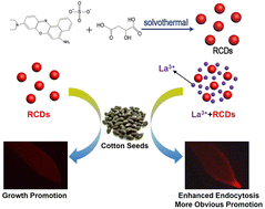 Fabrication of highly luminescent red-emissive carbon dots and their ...