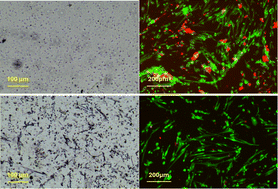 Material characterization and biocompatibility of polycarbonate-based ...