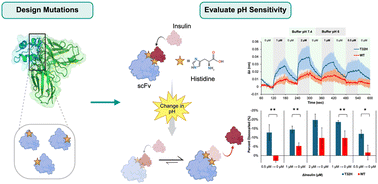 Engineered single chain variable fragments (scFvs) with improved pH ...