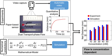 Experiment and modeling of concentration-dependent diffusion in a solution with dual transport ...