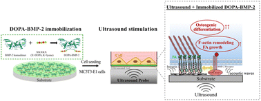 Osteogenesis enhancement by immobilized DOPA-BMP-2 in combination with ...