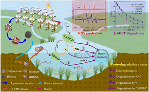 Photodegradation of 2,4-DCP in biochar-related environments: impacts of dissolved organic matter ...