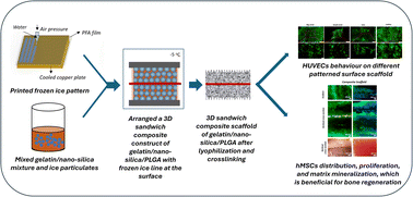 Tailoring cell behaviour by surface micropatterning and interconnected ...