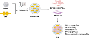 Interaction of cardiomyocytes from CCND2-overexpressing human induced ...