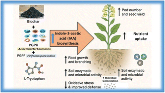 Biochar-microbe synergy enhances auxin-mediated soil–plant interactions ...