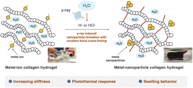 Increasing stiffness and thermal response behavior of collagen/metal ...