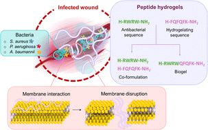 A short amphipathic peptide-based injectable hydrogel with ...