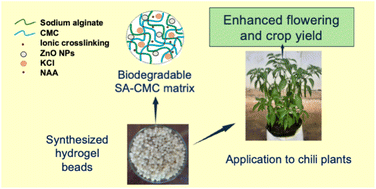 Integrated SA-CMC hydrogel formulation with the NAA hormone, ZnO ...