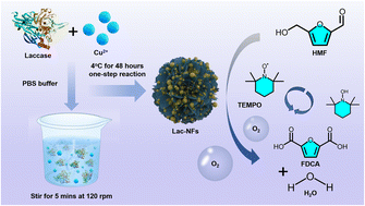 Fungal laccase-guided copper nanoflower assembly enables complete ...
