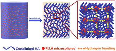 Orthogonal design-driven in situ encapsulation of hyaluronic acid-poly ...