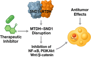 Breaking the oncogenic alliance: advances in disrupting the MTDH–SND1 ...