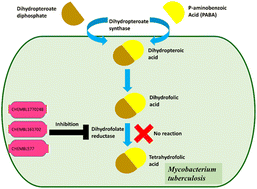 Identification of potential inhibitors of dihydrofolate reductase (DHFR ...