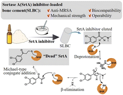 Formulation and characterization of a sortase a inhibitor-loaded PMMA ...