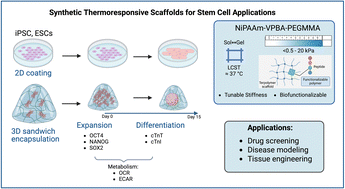 Synthetic thermoresponsive scaffolds for the expansion and ...