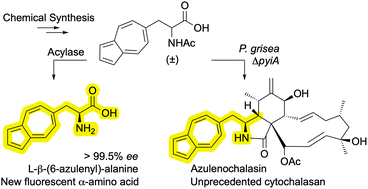 Synthesis Of L β 6 Azulenyl Alanine And The Fluorescent Actin