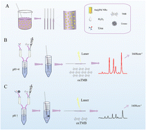 Capillary-based pH-responsive nano-enzymatic SERS sensors for the ...