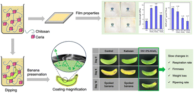 Role of hydrothermally prepared CeO2 in developing chitosan-based ...