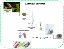 Characterization and antibacterial effect of green-synthesised silver ...
