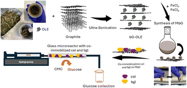 Green synthesis of magnetic bio-Graphene nanohybrid for the ...