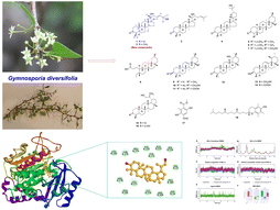 Two new dammarane-type triterpenoids and other constituents from ...