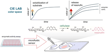 Miniaturization of a colorimetric cellulase activity assay on a ...