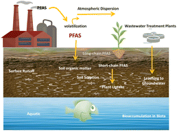Microbial and molecular approaches for PFAS transformation in soils ...