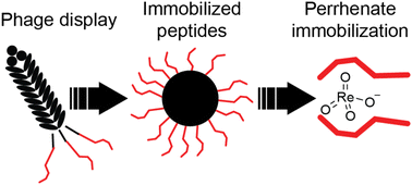 Identification of perrhenate-binding peptides by phage display - RSC ...