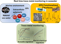 Toward an understanding of microalgae EPS-based selectivity and binding ...