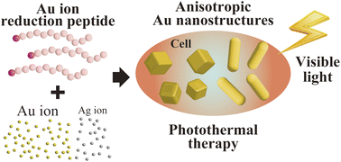 Synthesis of biocompatible gold nanoparticles for photothermal therapy ...