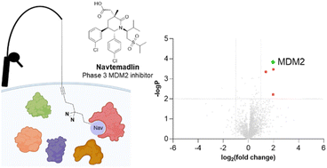 Affinity-based protein profiling of MDM2 inhibitor Navtemadlin ...