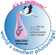 A structurally compact aqueous soluble oxypicolinium photocage with ...