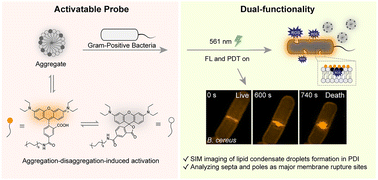 SIM imaging of bacterial membrane dynamics and lipid peroxidation ...