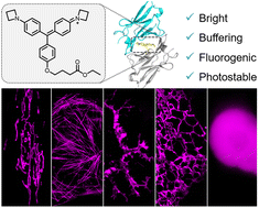 Azetidinyl Malachite Green: a superior fluorogen-activating protein ...