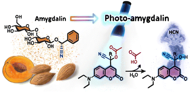 Photo-amygdalin: light-dependent control over hydrogen cyanide release and cytotoxicity ...