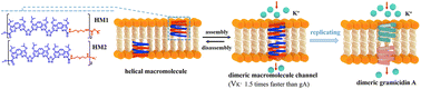 Helical foldamers replicating membrane-spanning gramicidin a with pH ...