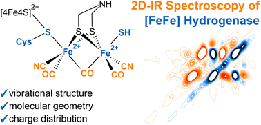 Two-dimensional infrared spectroscopy as a tool to reveal the ...