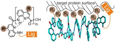 Structure-based design of an aromatic helical foldamer–protein ...