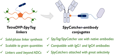 A platform for SpyCatcher conjugation to native antibodies - Chemical ...