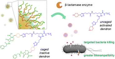 β-Lactamase-activated antimicrobial dendron via the amine uncaging ...