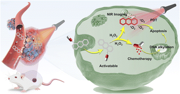 An activatable unimolecular phototheranostic agent for synergistic ...