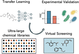Transfer learning enables discovery of sub-micromolar antibacterials ...