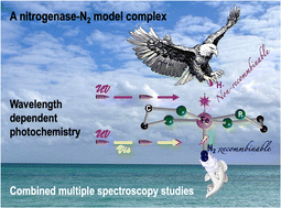 Wavelength dependent photochemistry of an iron dinitrogen hydride ...