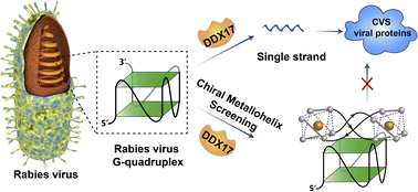 Exploring RNA G-quadruplex in the rabies virus genome and its potential ...