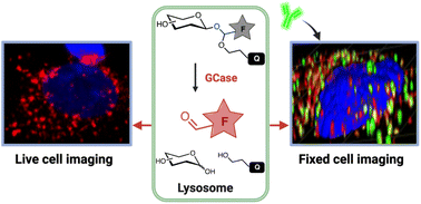 A proto-aldehyde fluorescence quenched substrate for quantitative ...