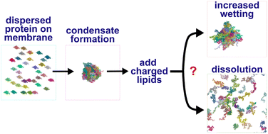 Simulations reveal a balance between protein–protein and protein–lipid ...
