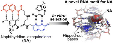 Identification and structural insights into RNA motifs targeted by a ...