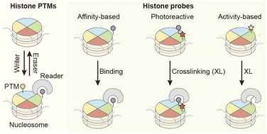 Histone probes for reader and eraser investigations - Chemical Science ...
