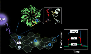 Biological semiconductors: self-assembled shell proteins as photoactive ...