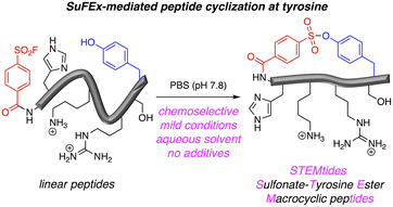Chemoselective sulfonyl fluoride exchange (SuFEx)-induced ...